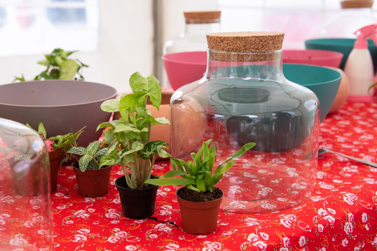 Team Building RSE : Atelier Terrarium